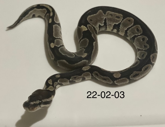 Jolliff Axanthic Tiger Ball Python by From The Darkside