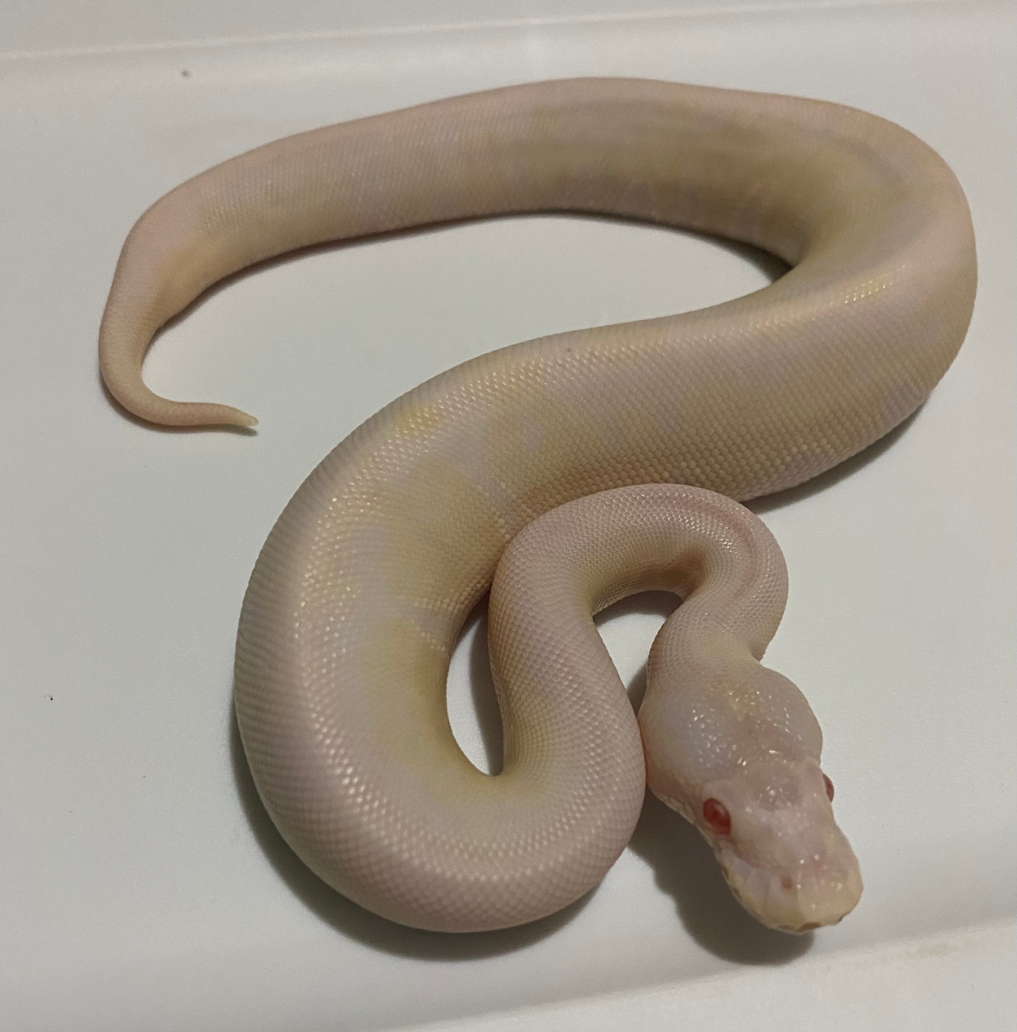 VPI Snow Ball Python by From The Darkside - MorphMarket
