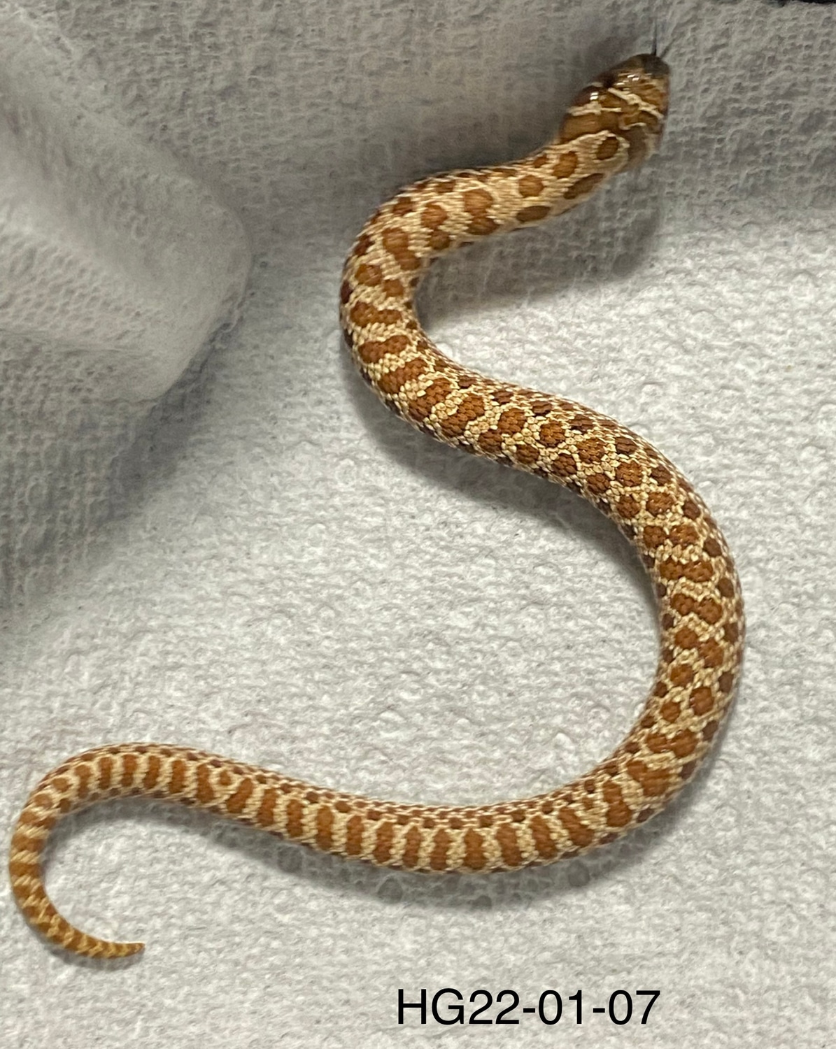 DH Caramel/Albino Western Hognose by From The Darkside - MorphMarket