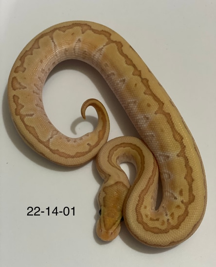 Banana Kingpin DarksideGold Ball Python by From The Darkside