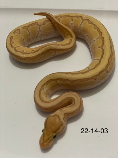 Banana Lesser Pin Ball Python by From The Darkside
