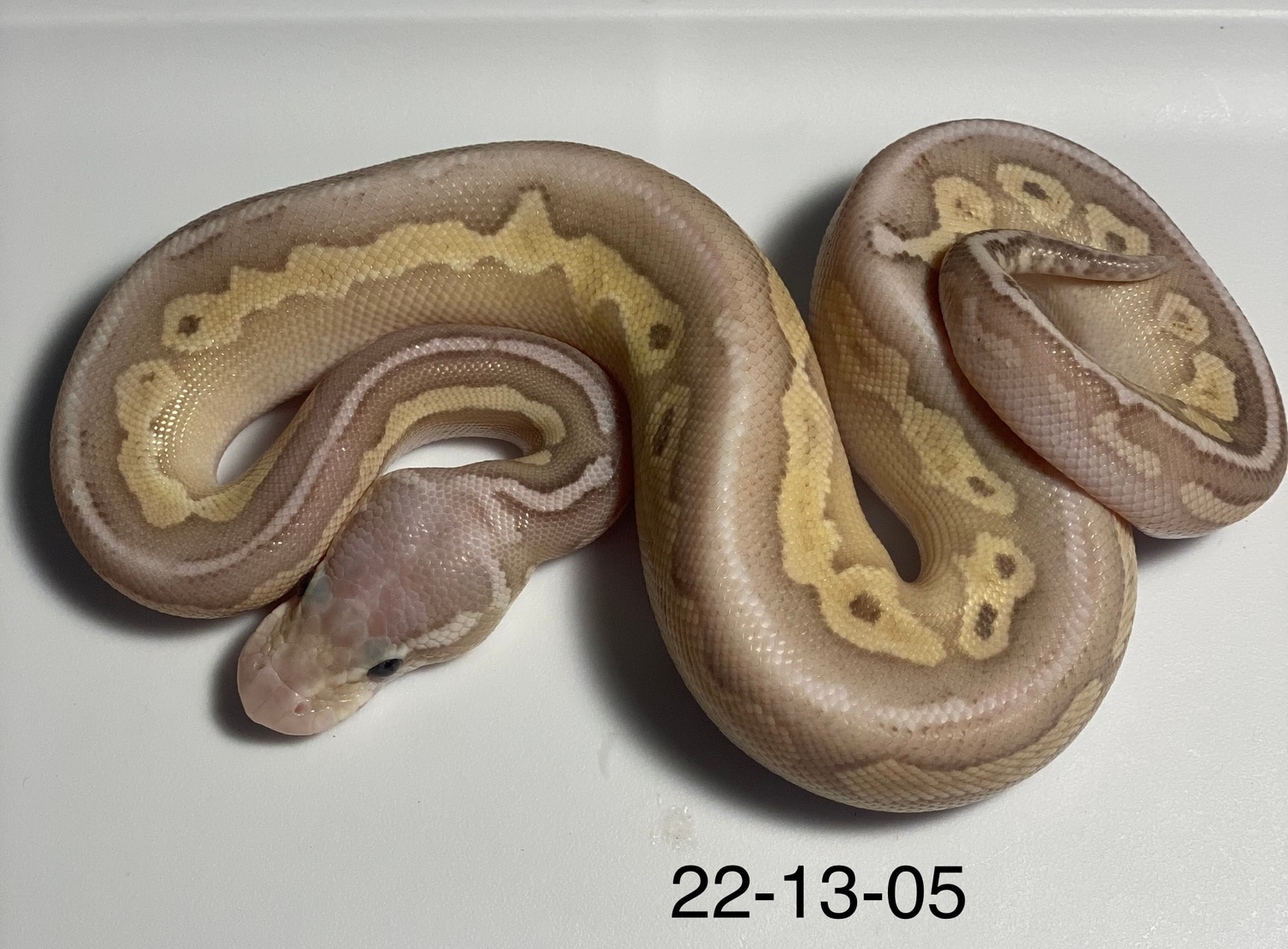 Banana Pastel Cinnamon Mojave Ball Python by From The Darkside ...