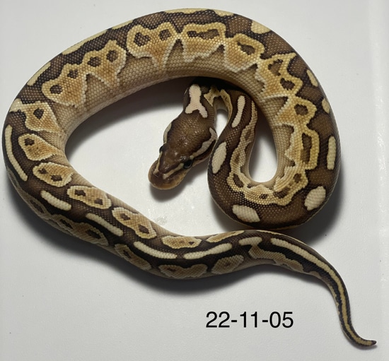HRA Lesser Ball Python by From The Darkside