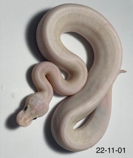 Champagne Lesser Fire Ball Python by From The Darkside