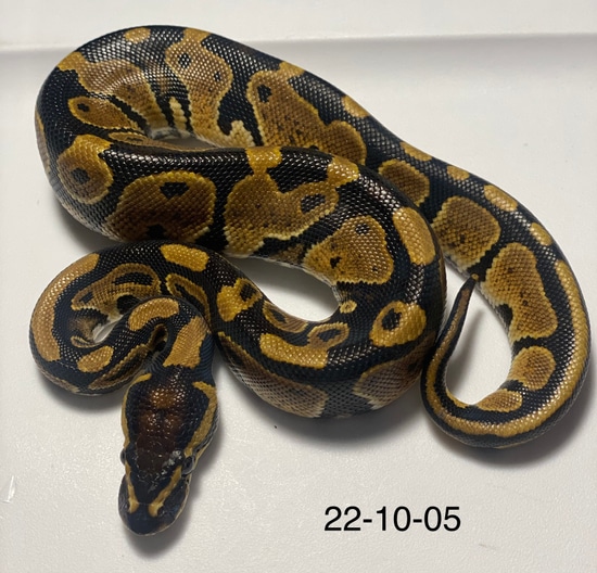Orange Dream 100% Het Piebald Ball Python by From The Darkside