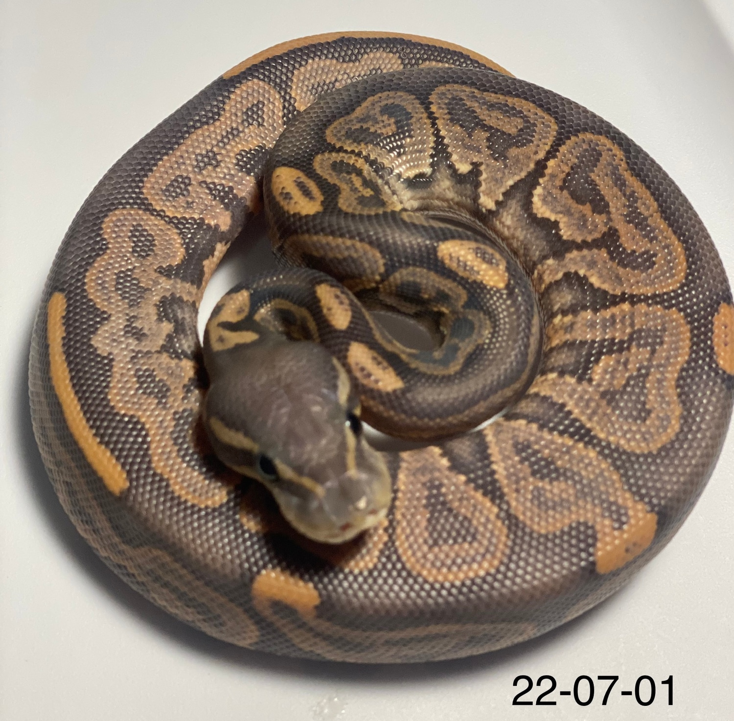 Black Ghost Ball Python by From The Darkside - MorphMarket