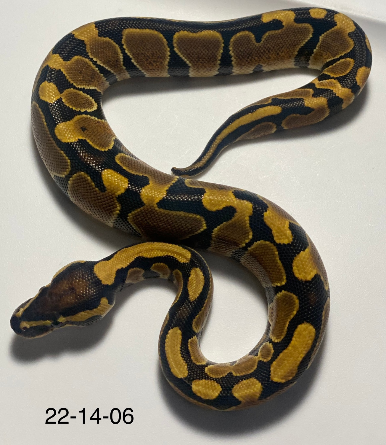 Darkside Gold Ball Python by From The Darkside - MorphMarket