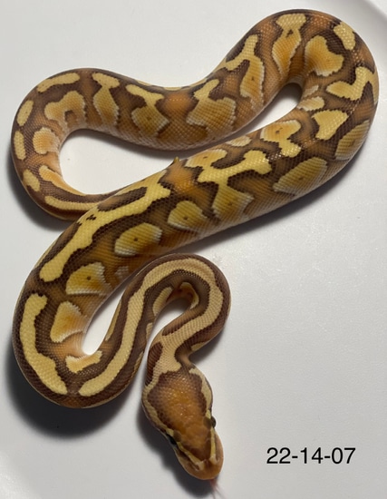 Darkside Gold Lesser Ball Python by From The Darkside