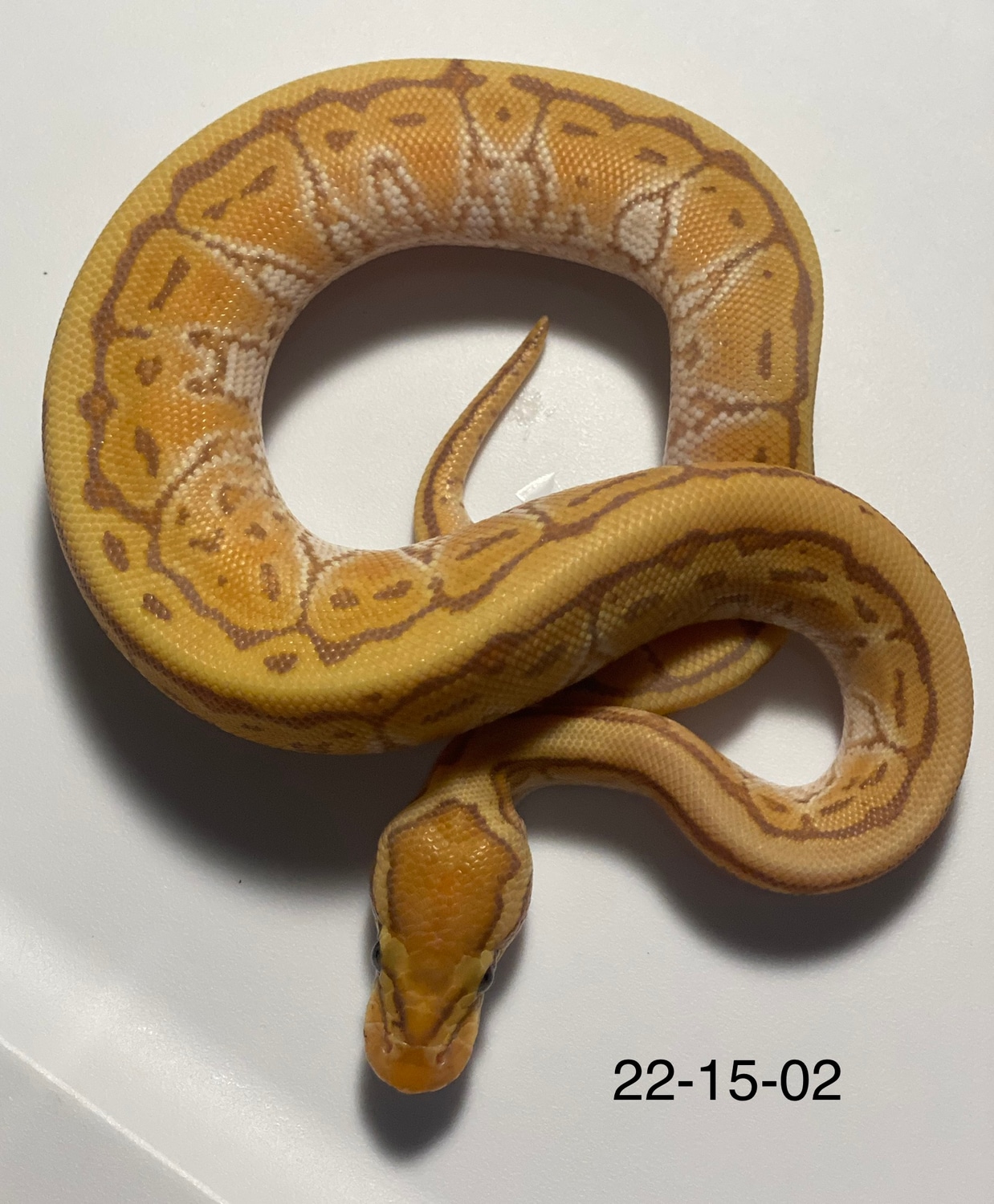 Banana Pinstripe Ball Python by From The Darkside - MorphMarket
