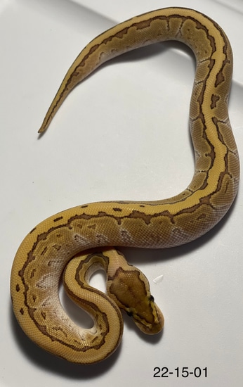 Kingpin Ball Python by From The Darkside