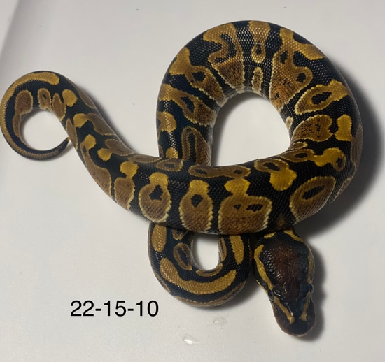 Normal Ball Python by From The Darkside