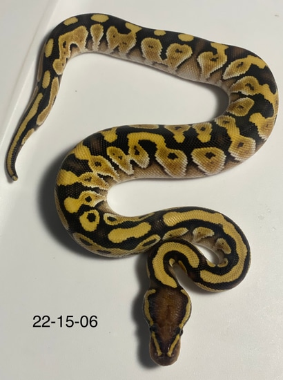Lesser Pastel Ball Python by From The Darkside