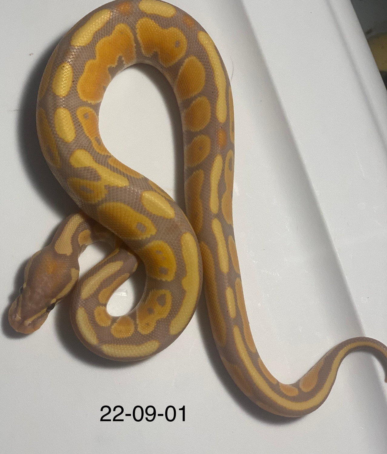 Banana Ball Python by From The Darkside - MorphMarket