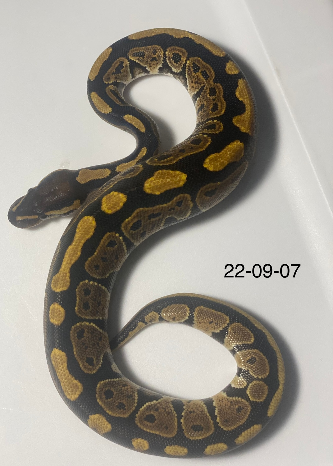 Normal (Granite) Ball Python by From The Darkside - MorphMarket