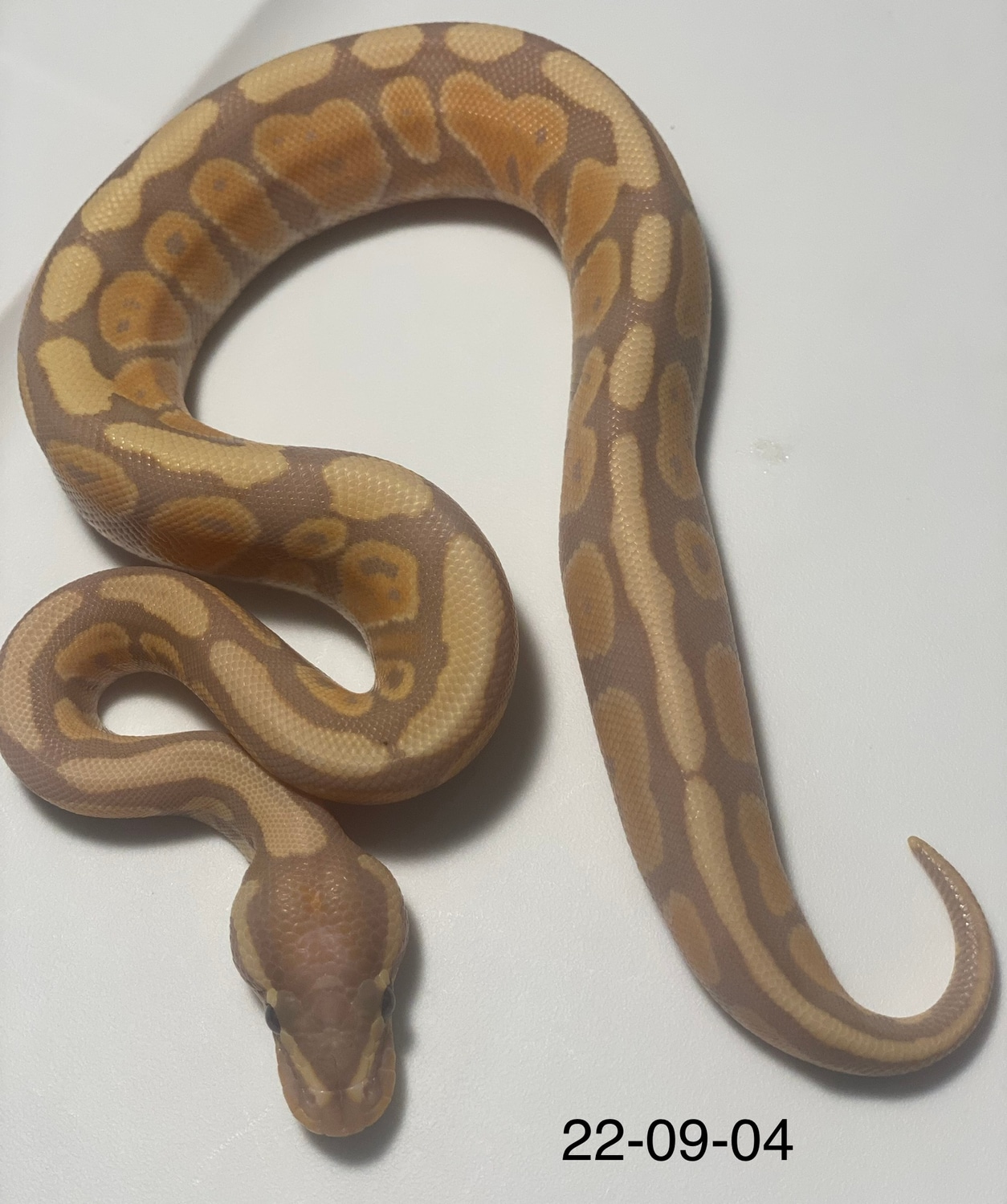 Banana Ball Python by From The Darkside - MorphMarket