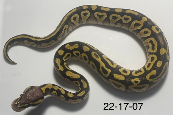 Firefly Mojave Ball Python By From The Darkside