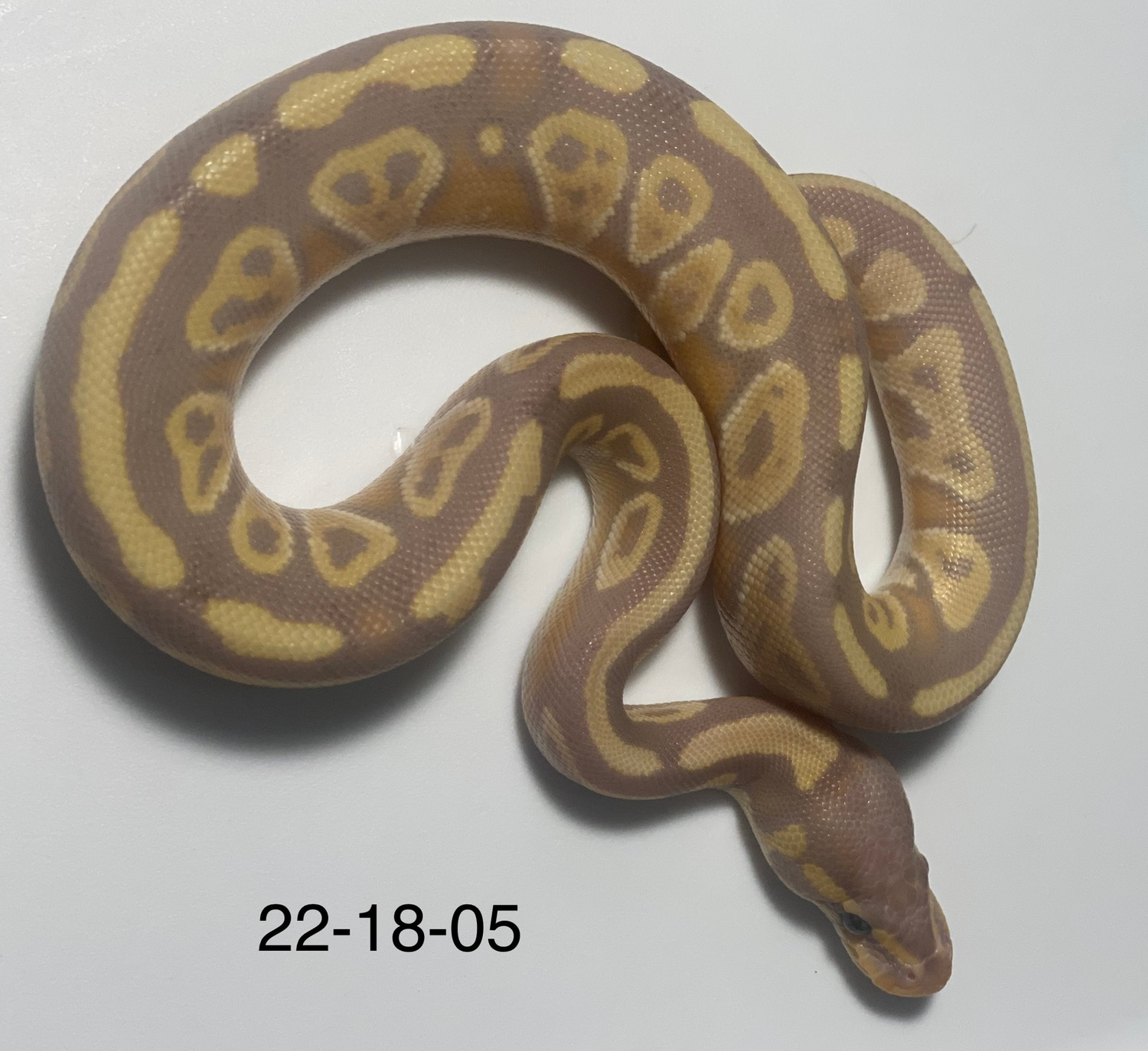 Banana Mojave Ball Python by From The Darkside - MorphMarket