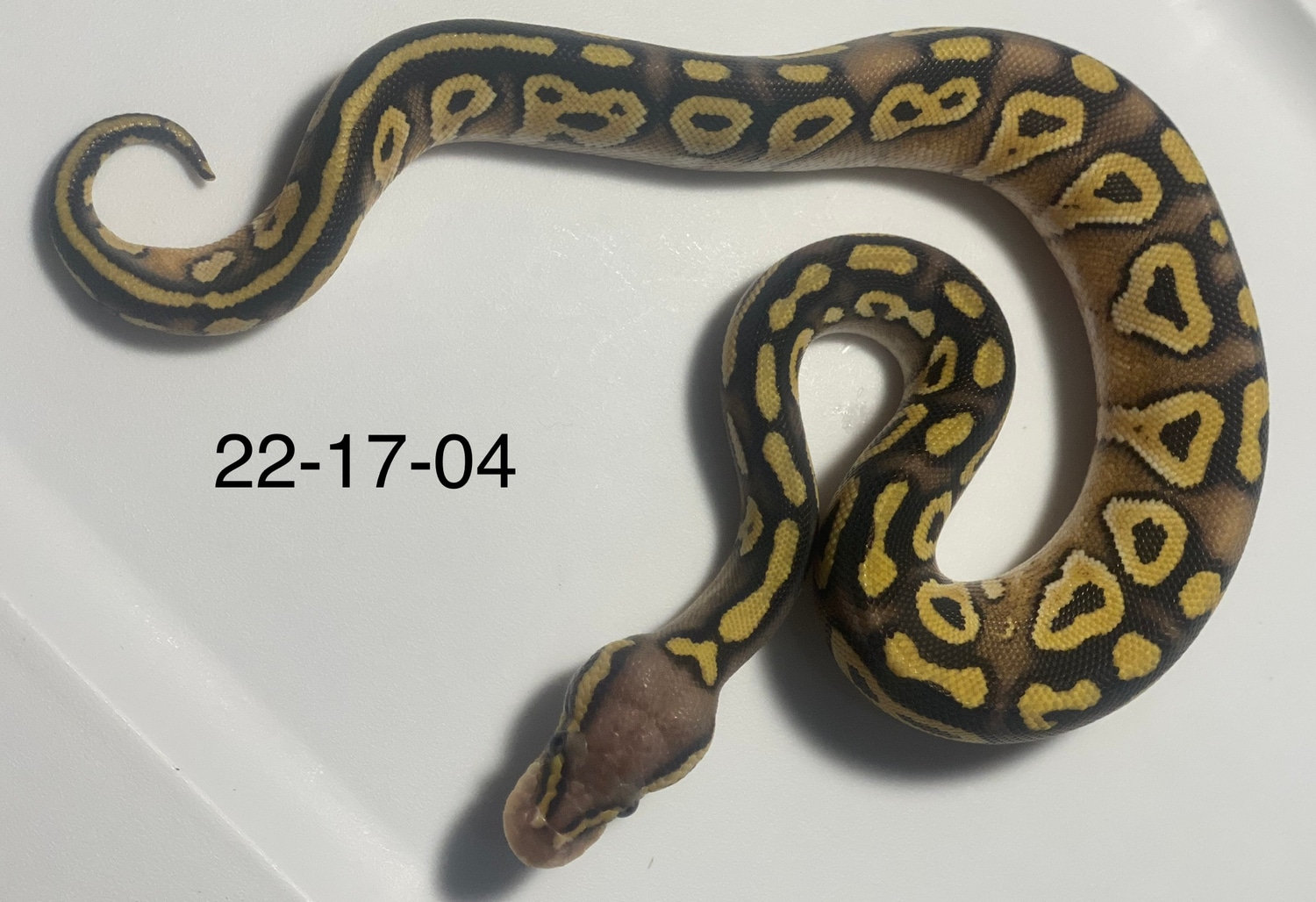 Firefly Mojave Ball Python by From The Darkside - MorphMarket