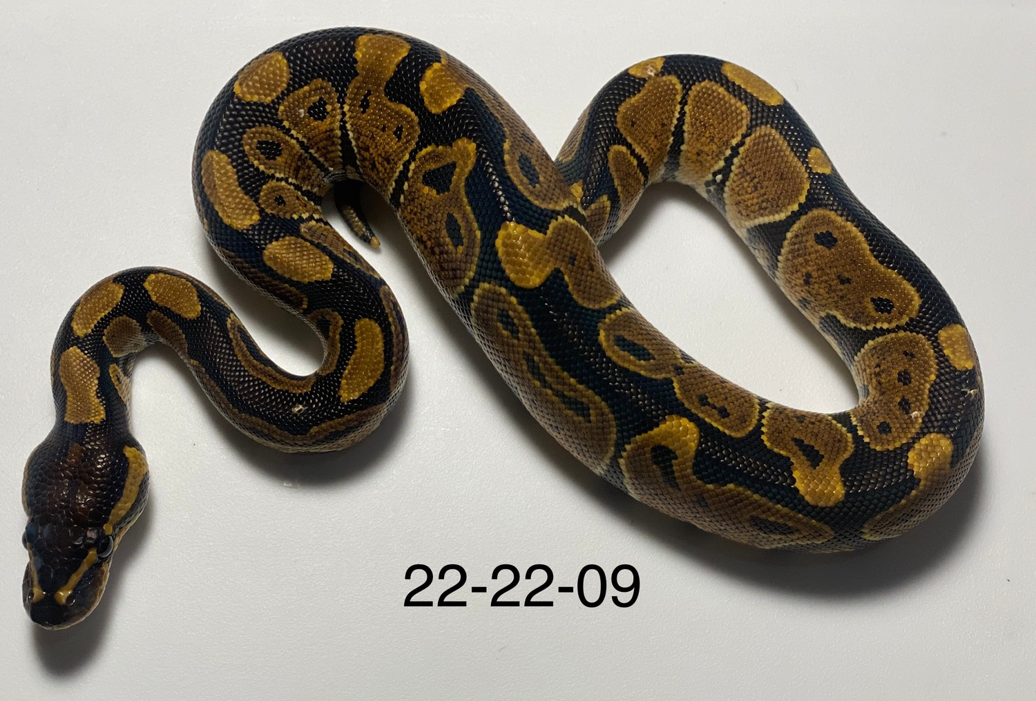 Normal Ball Python by From The Darkside - MorphMarket