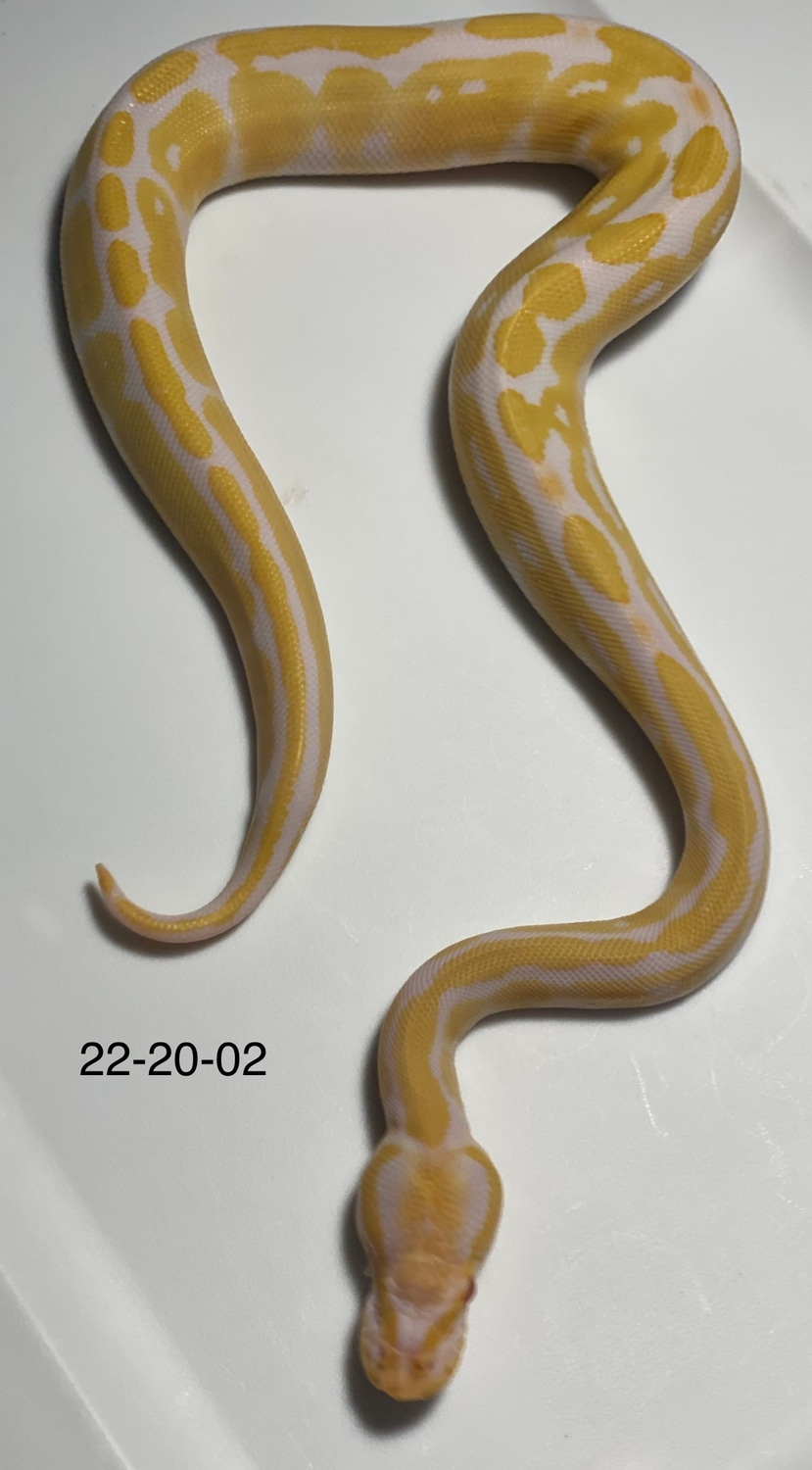Albino Leopard 100% VPI Axanthic Ball Python by From The Darkside ...