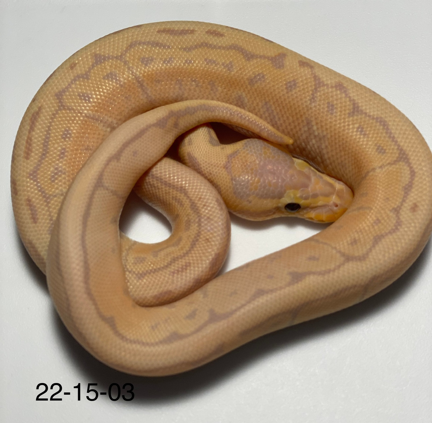 Banana Kingpin Ball Python by From The Darkside - MorphMarket