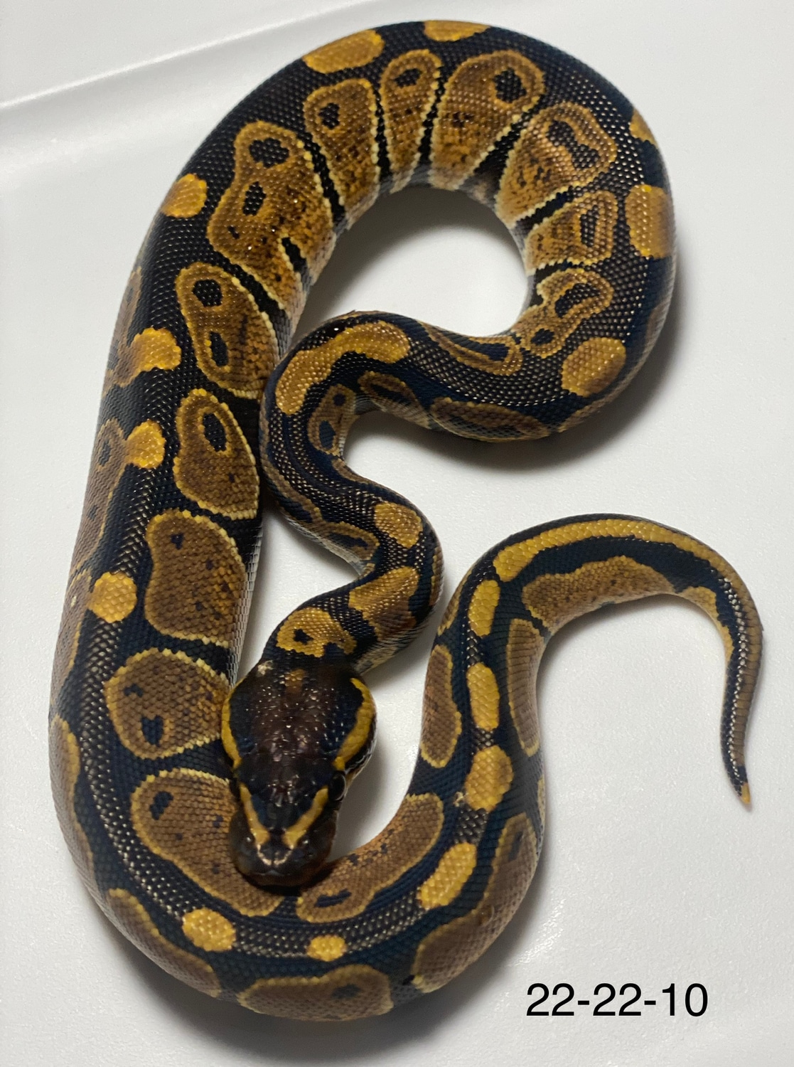 Normal Ball Python by From The Darkside - MorphMarket
