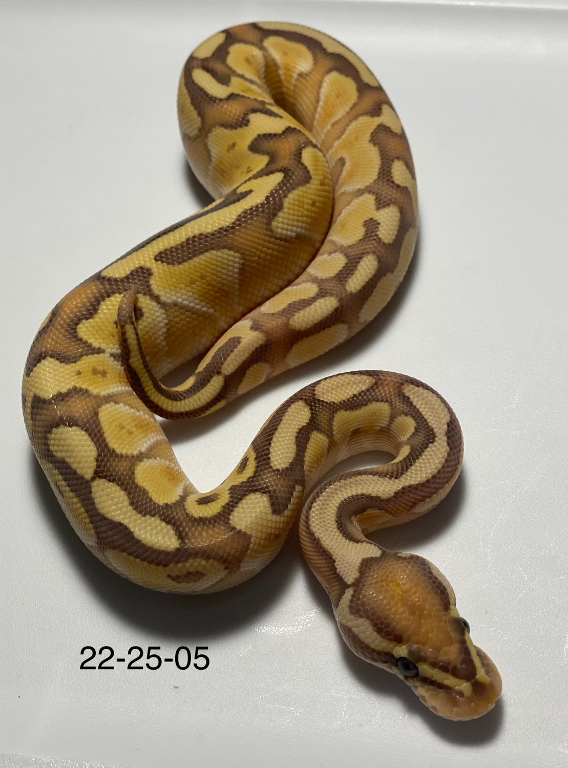 Banana Lesser Ball Python by From The Darkside - MorphMarket