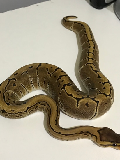 Darkside Gold Pin Ball Python by From The Darkside