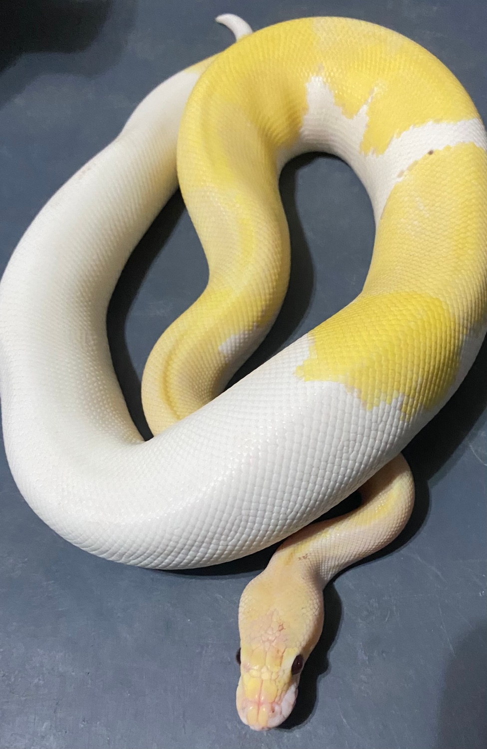 Grey Matter Pastel Banana Het Pied Ball Python by From The Darkside ...