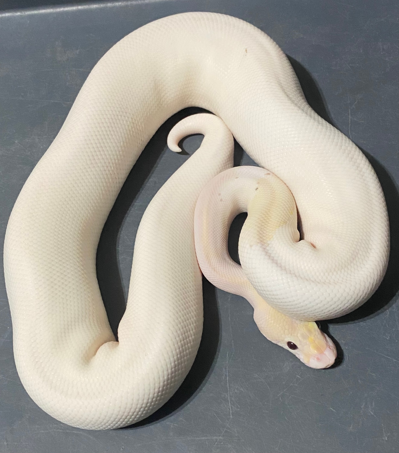Grey Matter Banana Het Pied Ball Python by From The Darkside - MorphMarket