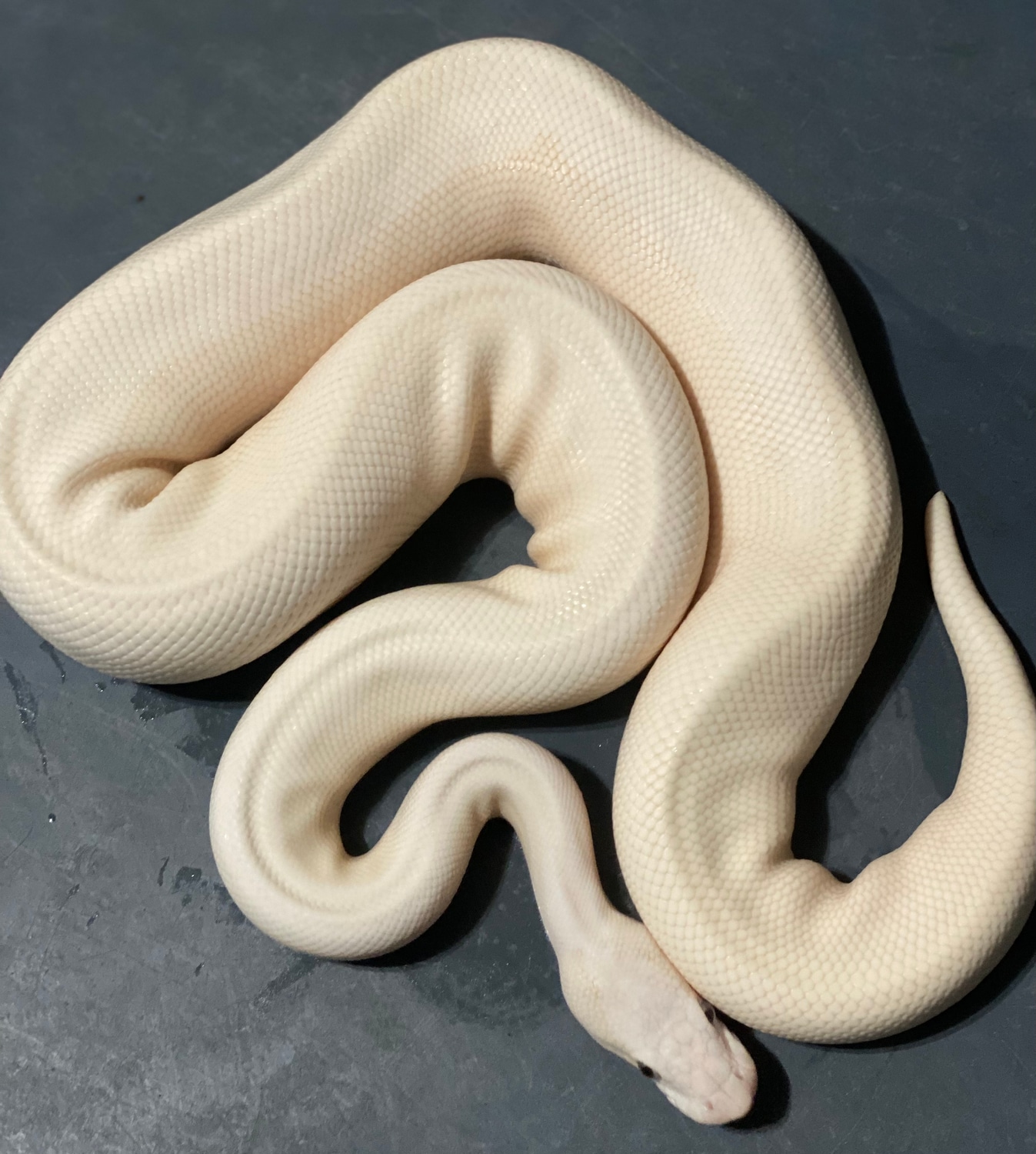 Super Mojave Banana Ball Python by From The Darkside - MorphMarket