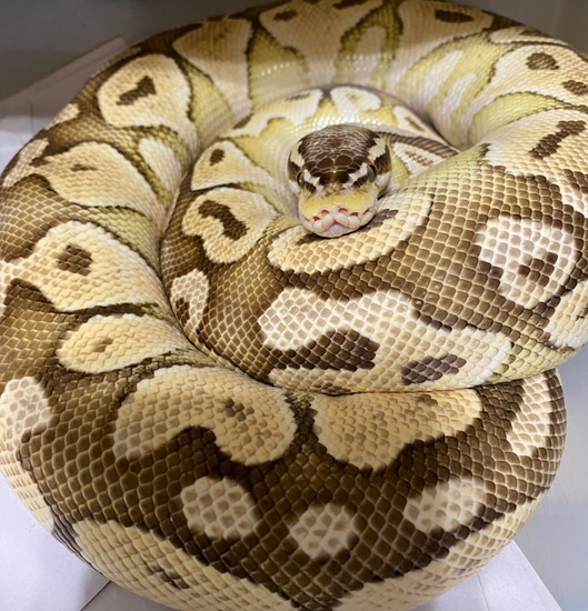 Firefly Lesser Ball Python by From The Darkside