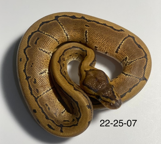 Pinstripe Ball Python by From The Darkside