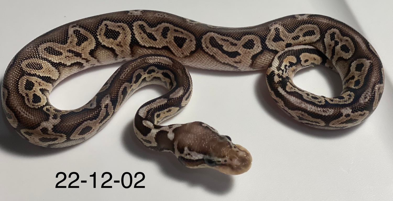 Black Pewter 100% Het Clown Ball Python by From The Darkside - MorphMarket