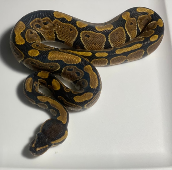 Normal Ball Python by From The Darkside
