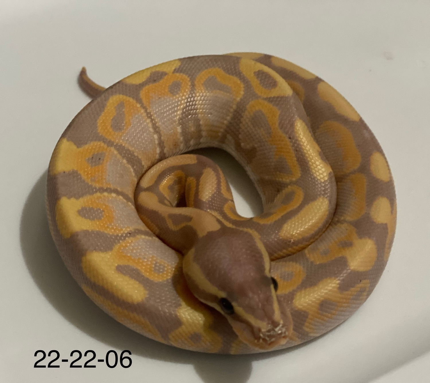 Banana (High White Sides) Ball Python by From The Darkside - MorphMarket