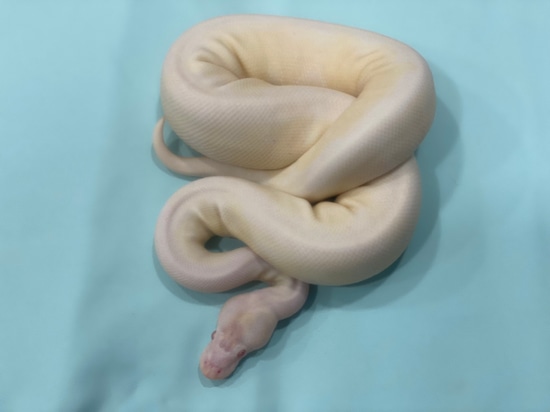 VPI Snow *FREE SHIPPING* Ball Python by From The Darkside