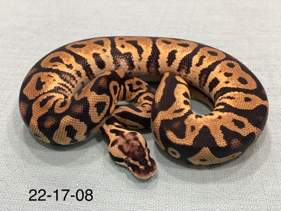 Leopard Firefly Ball Python by From The Darkside