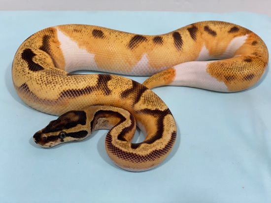 Super Orange Dream Enchi Piebald **Free Shipping*** Ball Python by From The Darkside