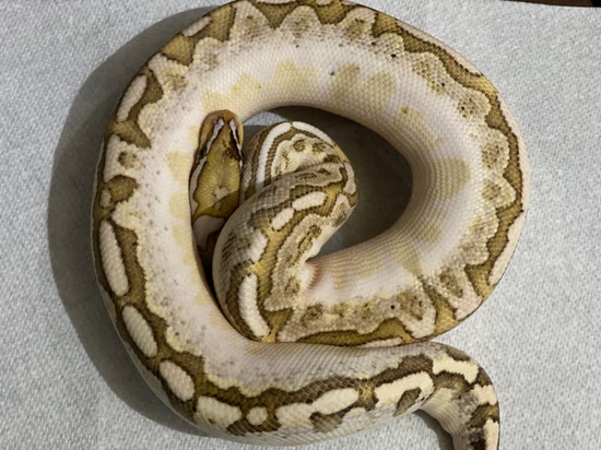 Bamboo HRA YB Ball Python by From The Darkside