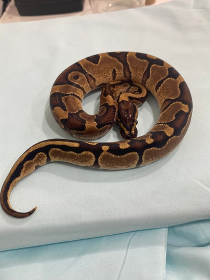 Enchi 100% Het Pied Ball Python by From The Darkside