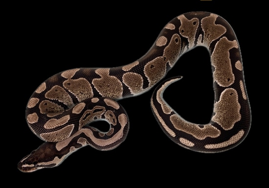 Jolliff Axanthic Tiger Ball Python by From The Darkside