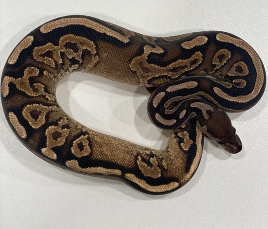 Cinnamon Sanblast Asphalt Or YB Het Albino Ball Python by From The Darkside