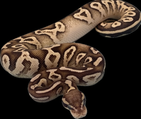 Firefly Leopard Mojave Ball Python by From The Darkside