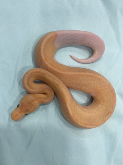 Banana Pastel Cinnamon Champagne Piebald Ball Python by From The Darkside