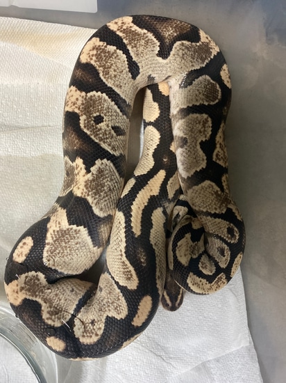 Orange Dream Fire Ball Python by From The Darkside