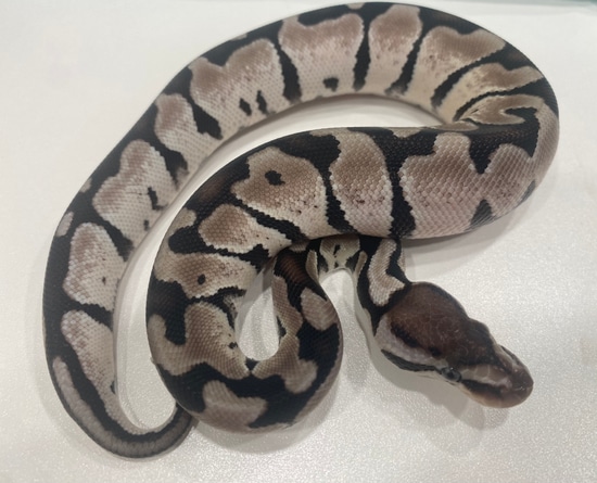 Jolliff Tiger Axanthic (Jolliff) Pastel Ball Python by From The Darkside