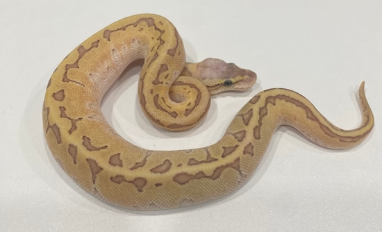 Darkside Gold Firefly Kingpin Ball Python by From The Darkside