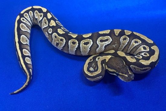 Mojave Ball Python by From The Darkside