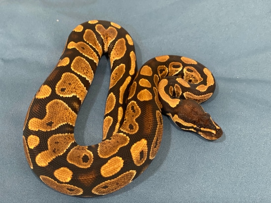 Normal Ball Python by From The Darkside